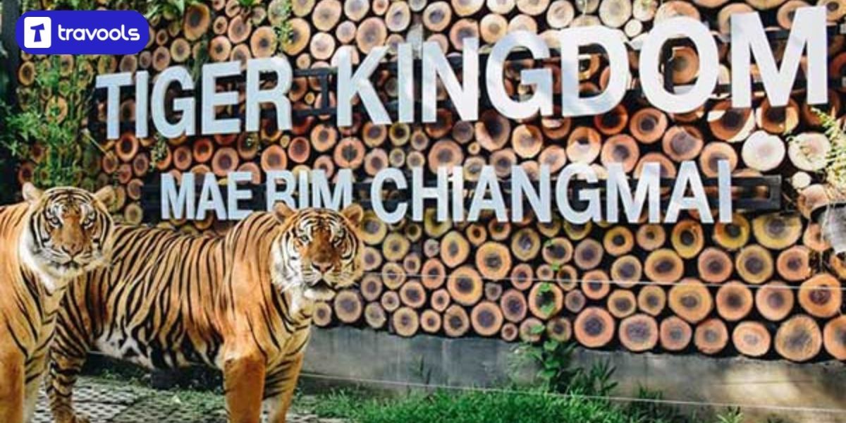 Tiger Kingdom |Travools